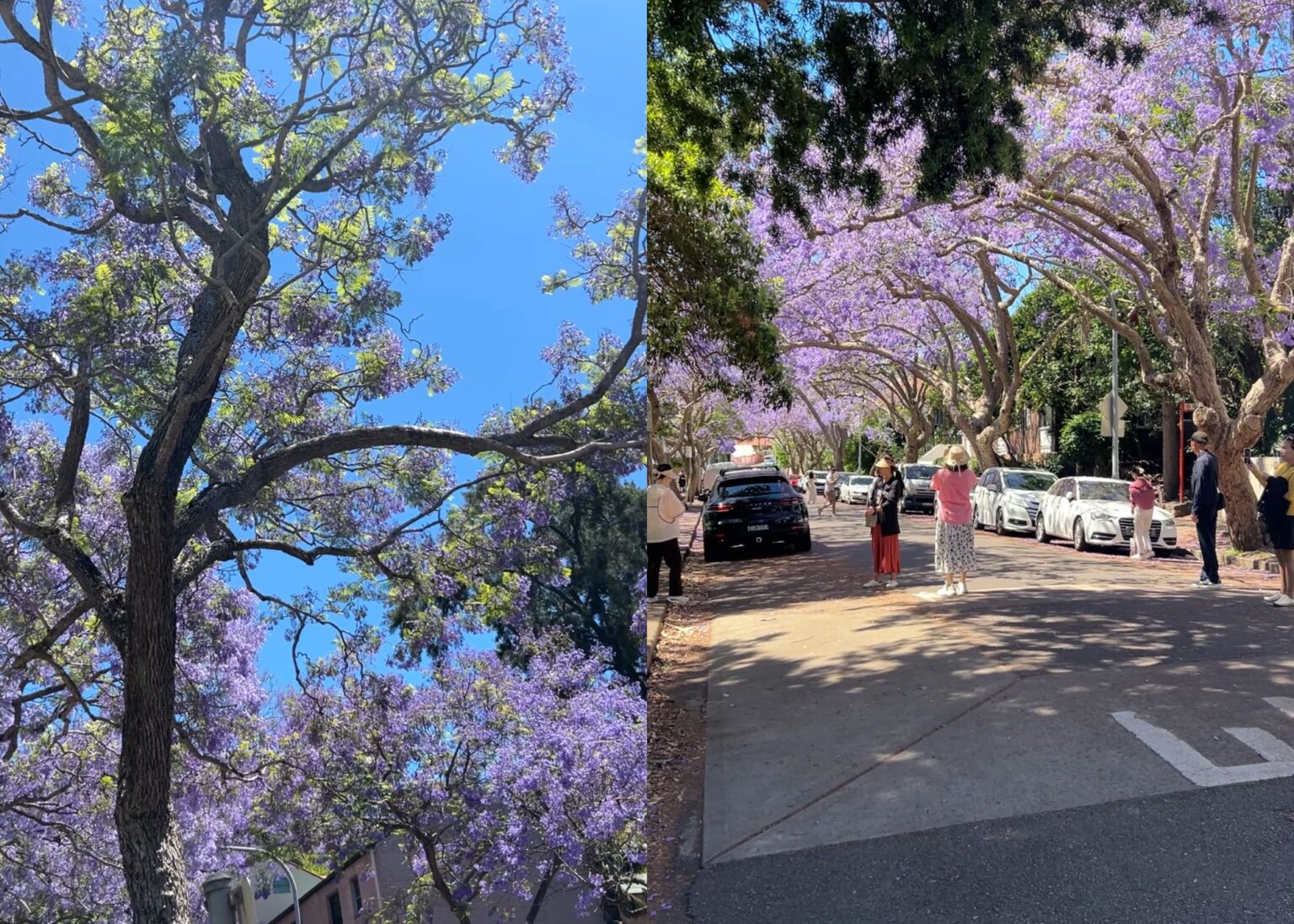 Welcome to jacaranda season, where chaos and tripods collide - So ...